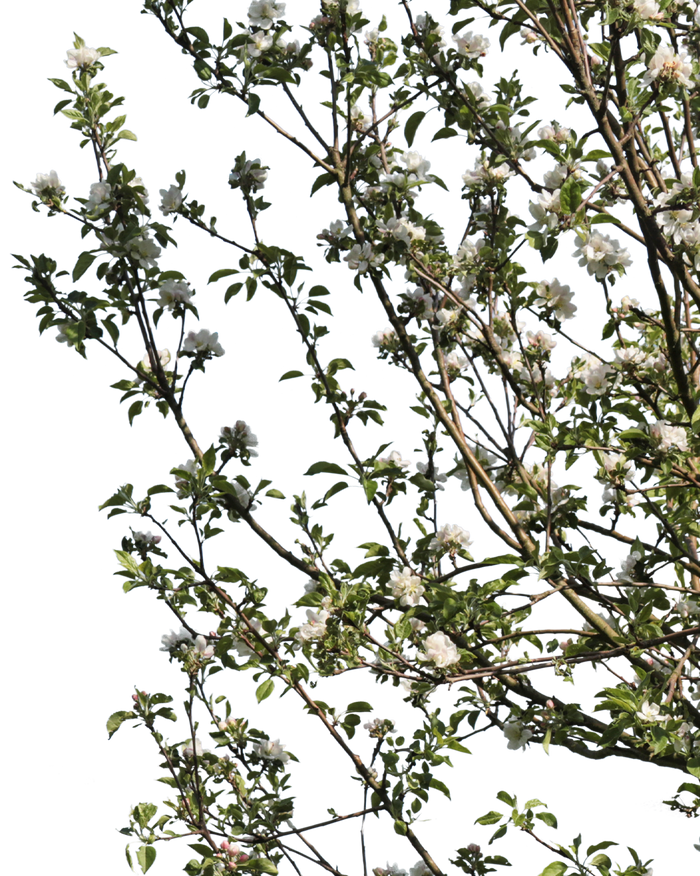 Malus sp. S01 – Cutout|trees