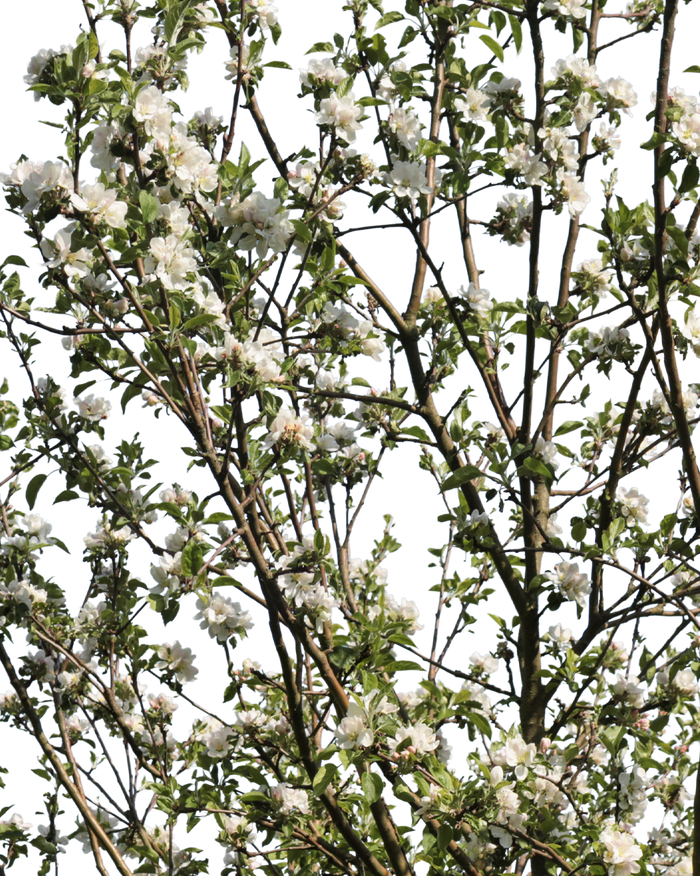 Malus sp. S01 – Cutout|trees
