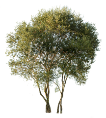 Olea europaea sylvestris – Cutout|trees