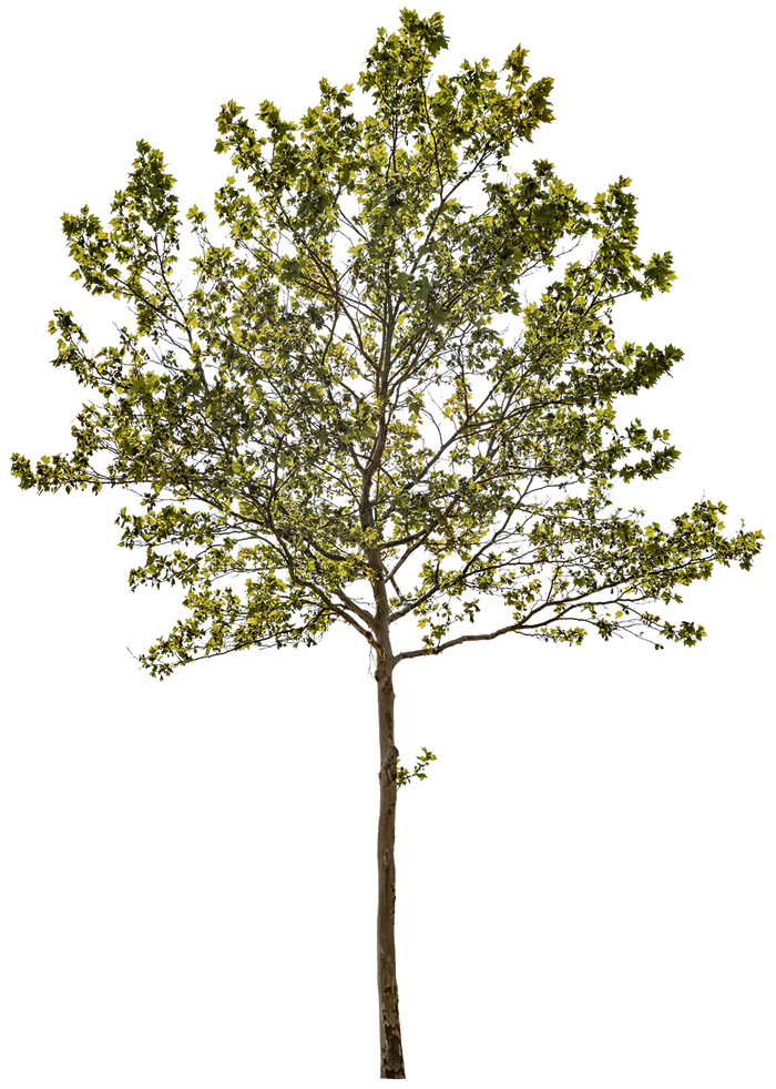 Platanus acerifolia m12 – Cutout|trees
