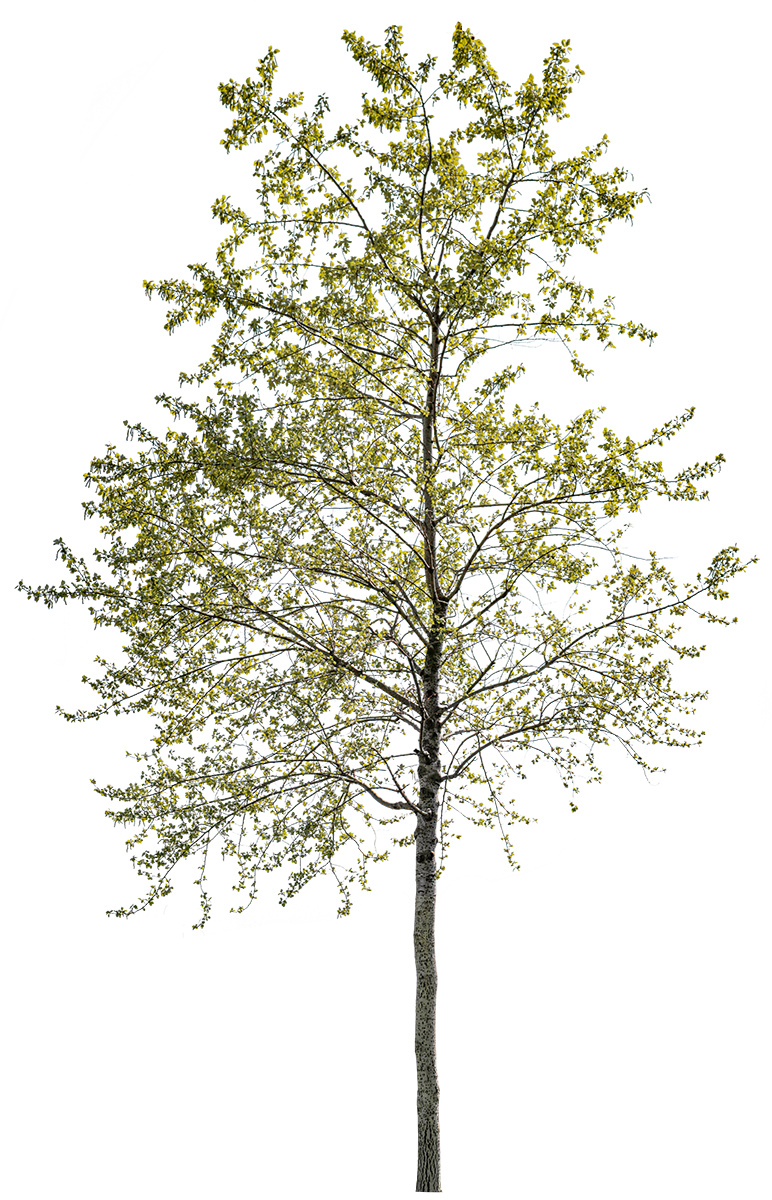 Populus alba S01 – Cutout|trees