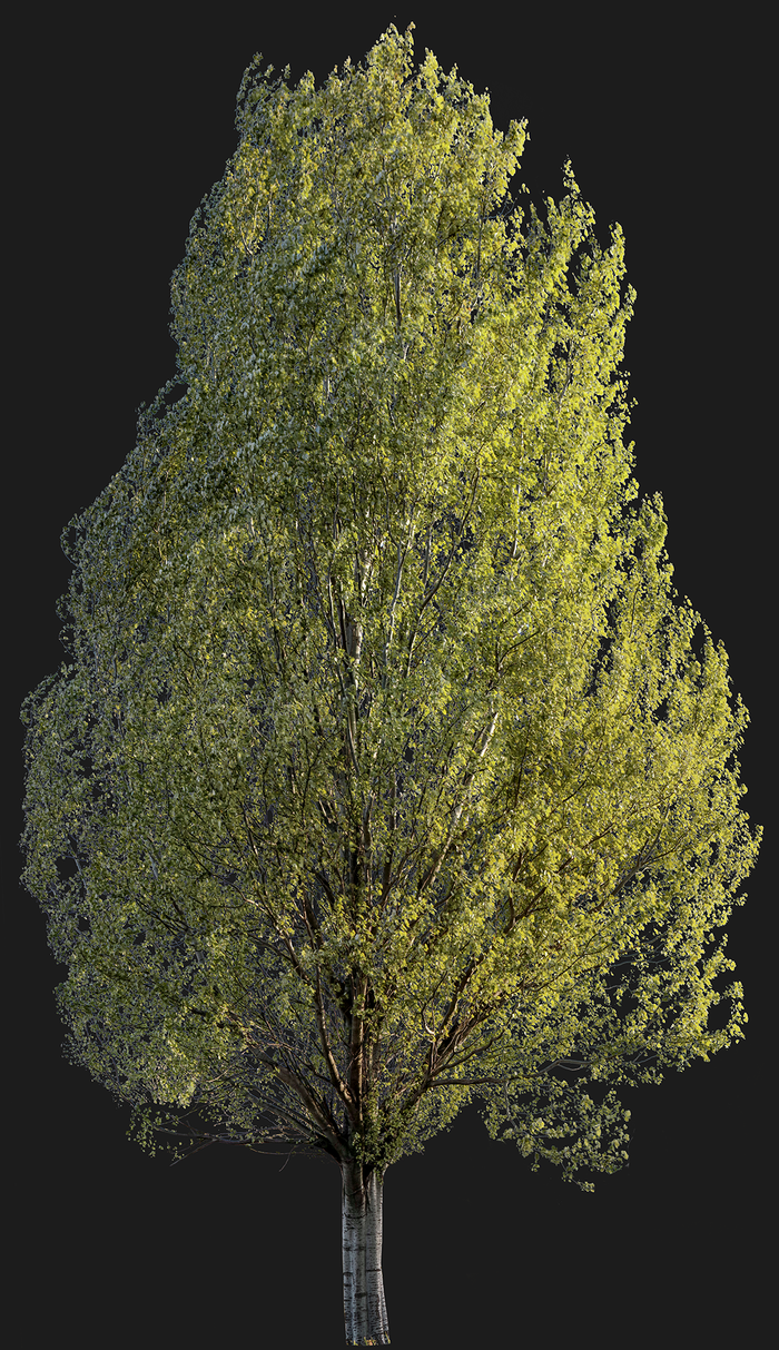 Populus alba l01 – Cutout|trees