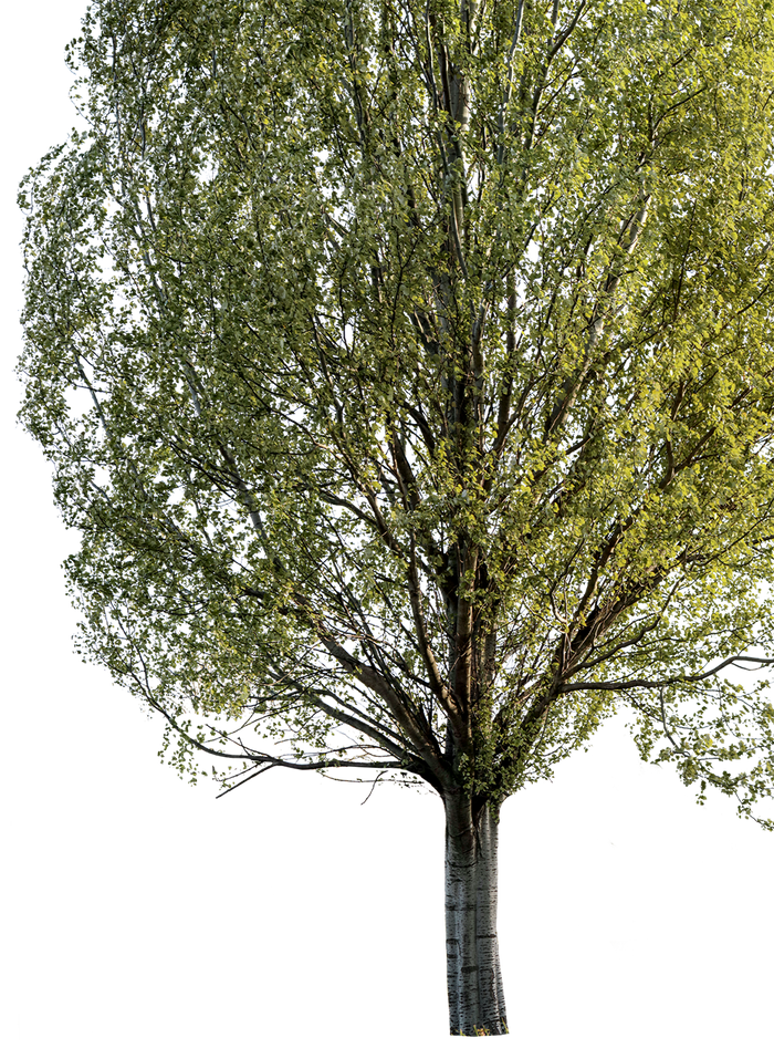 Populus alba l01 – Cutout|trees