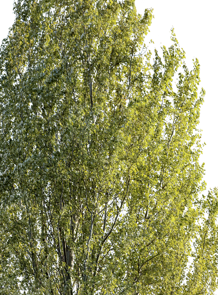 Populus alba l01 – Cutout|trees
