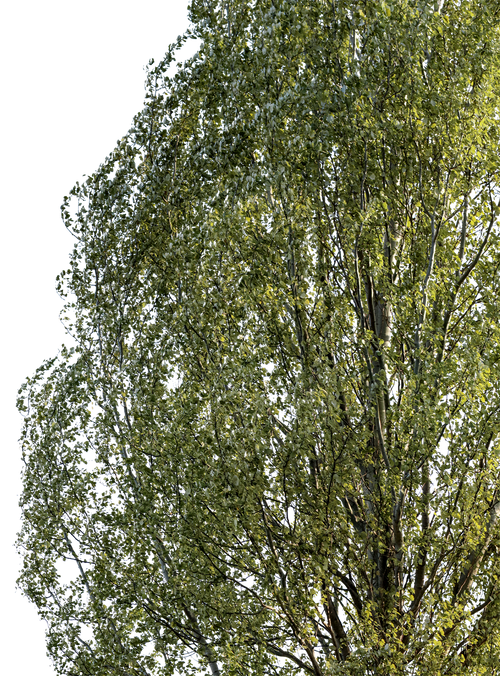 Populus alba l01 – Cutout|trees