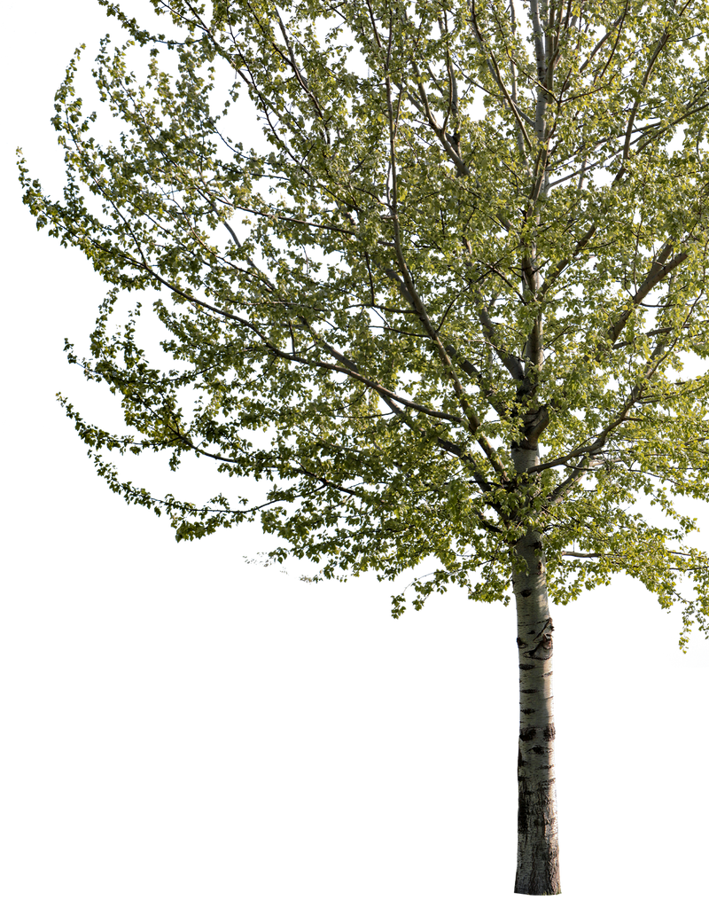Populus alba m01 – Cutout|trees