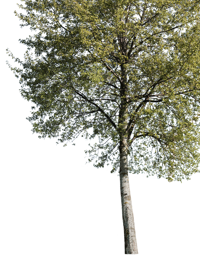 Populus alba m03 – Cutout|trees