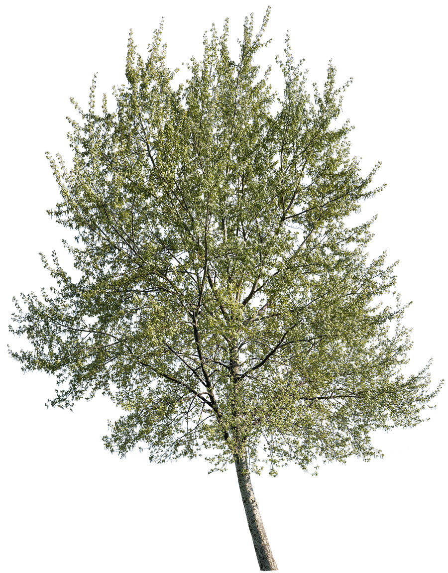 Populus alba m05 – Cutout|trees