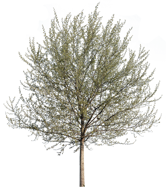 Populus alba m06 – Cutout|trees