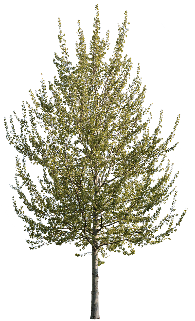Populus alba S02 – Cutout|trees