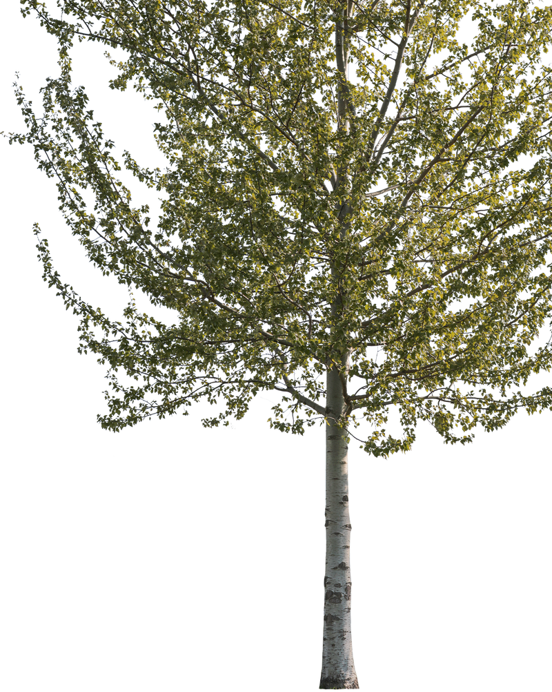 Populus alba S03 – Cutout|trees