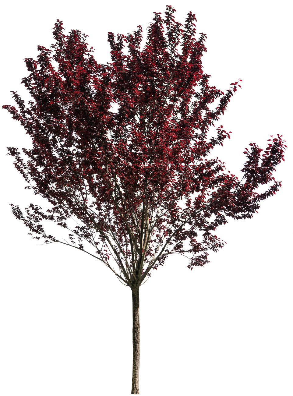 Prunus cerasifera var. pissardii S02 – Cutout|trees