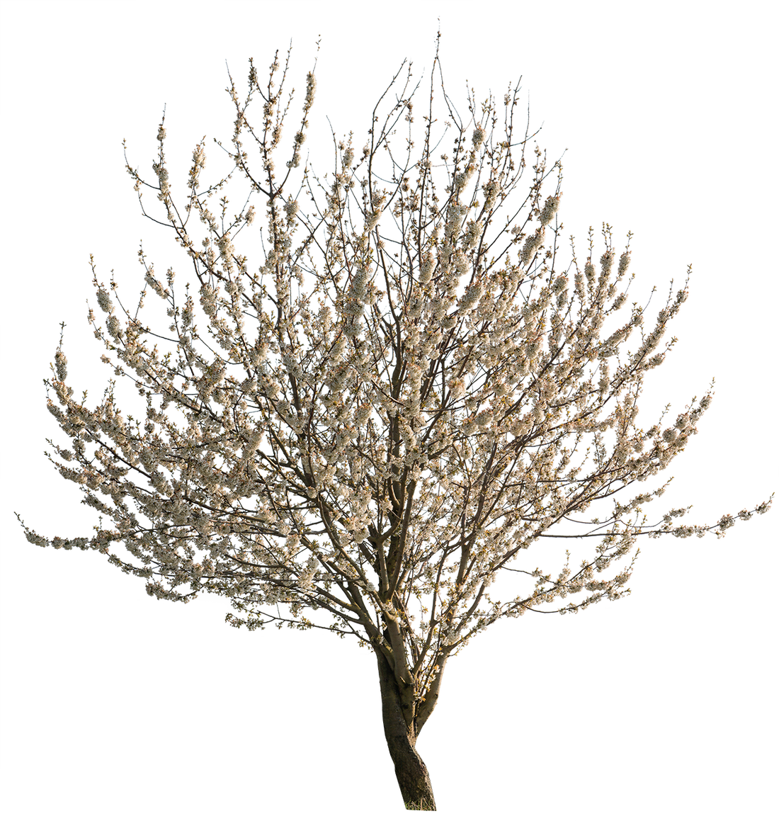 Prunus domestica S01 – Cutout|trees