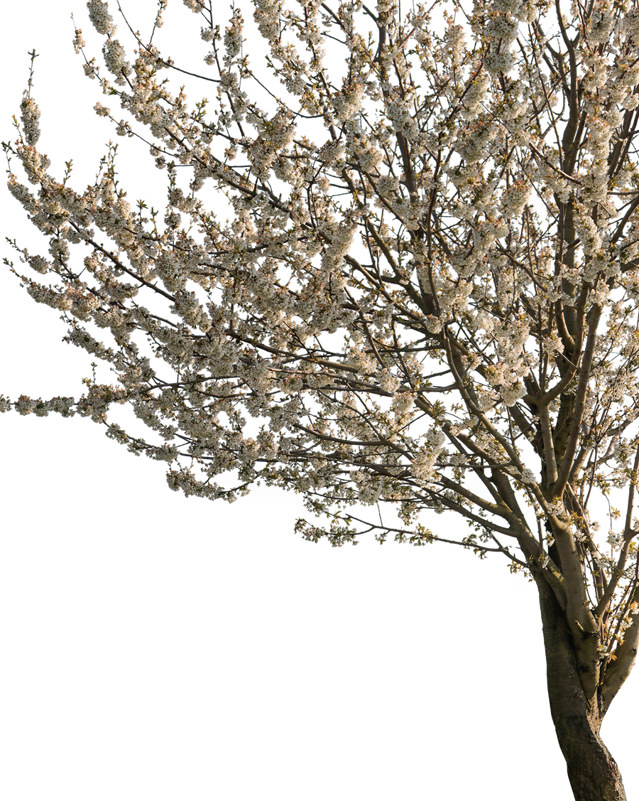 Prunus domestica S01 – Cutout|trees