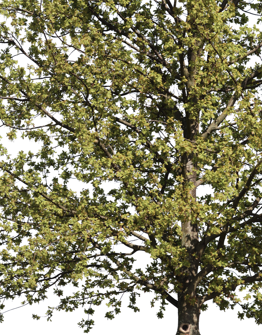 Quercus robur m04 – Cutout|trees