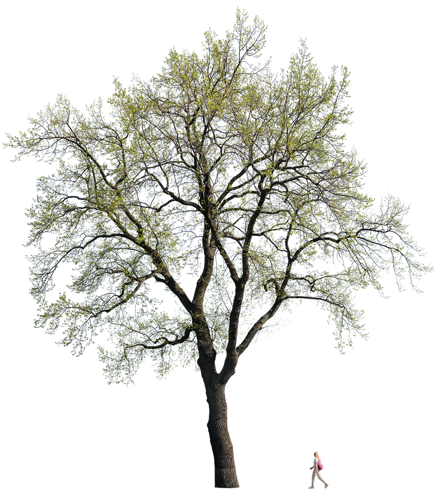 Quercus rubra l01 – Cutout|trees