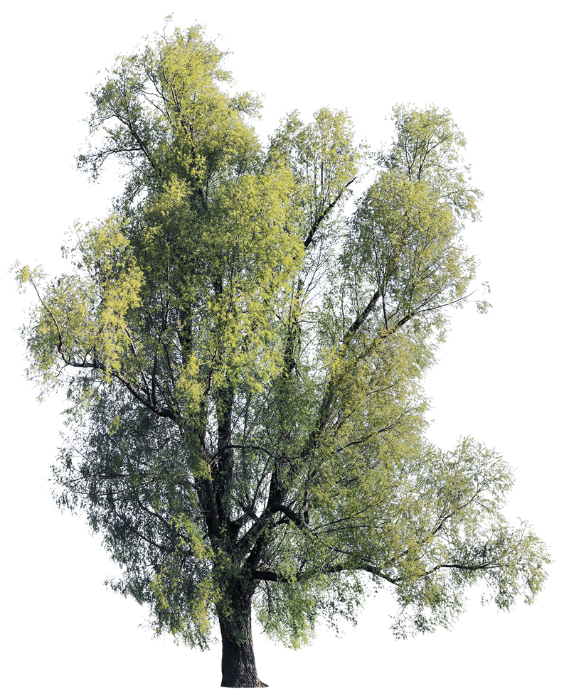 Salix alba l01 – Cutout|trees