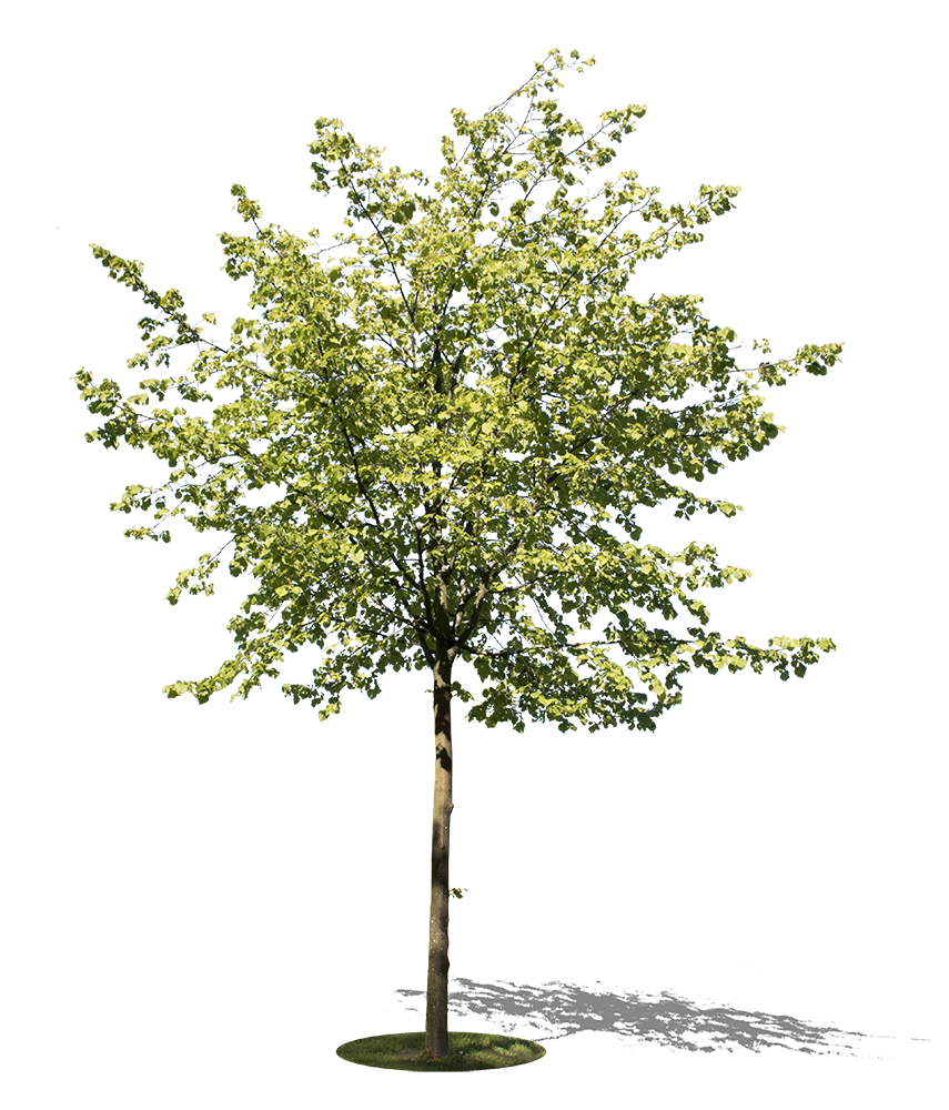 Small tree I – Cutout|trees