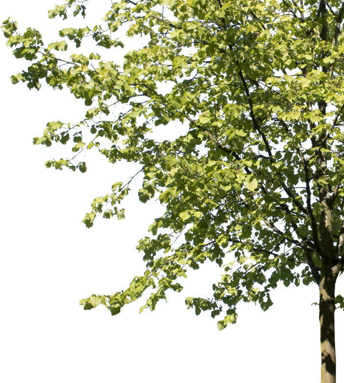 Small tree I – Cutout|trees