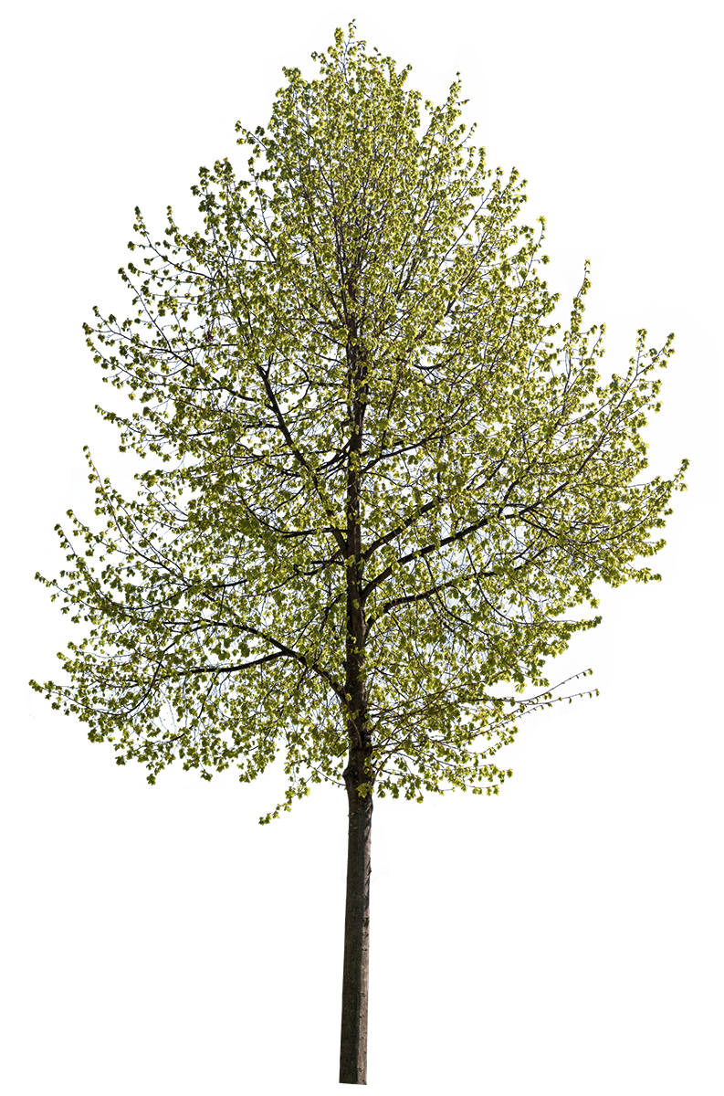 Arbre Transparent Bare Tree Simple Stroke PNG & SVG Design For